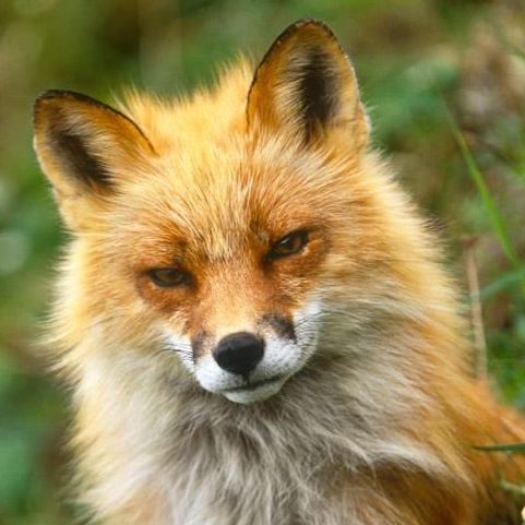 Angry Animals Anonymous